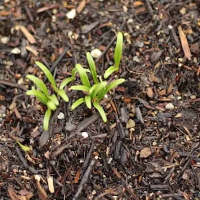 My Garden Love | Gardening Series